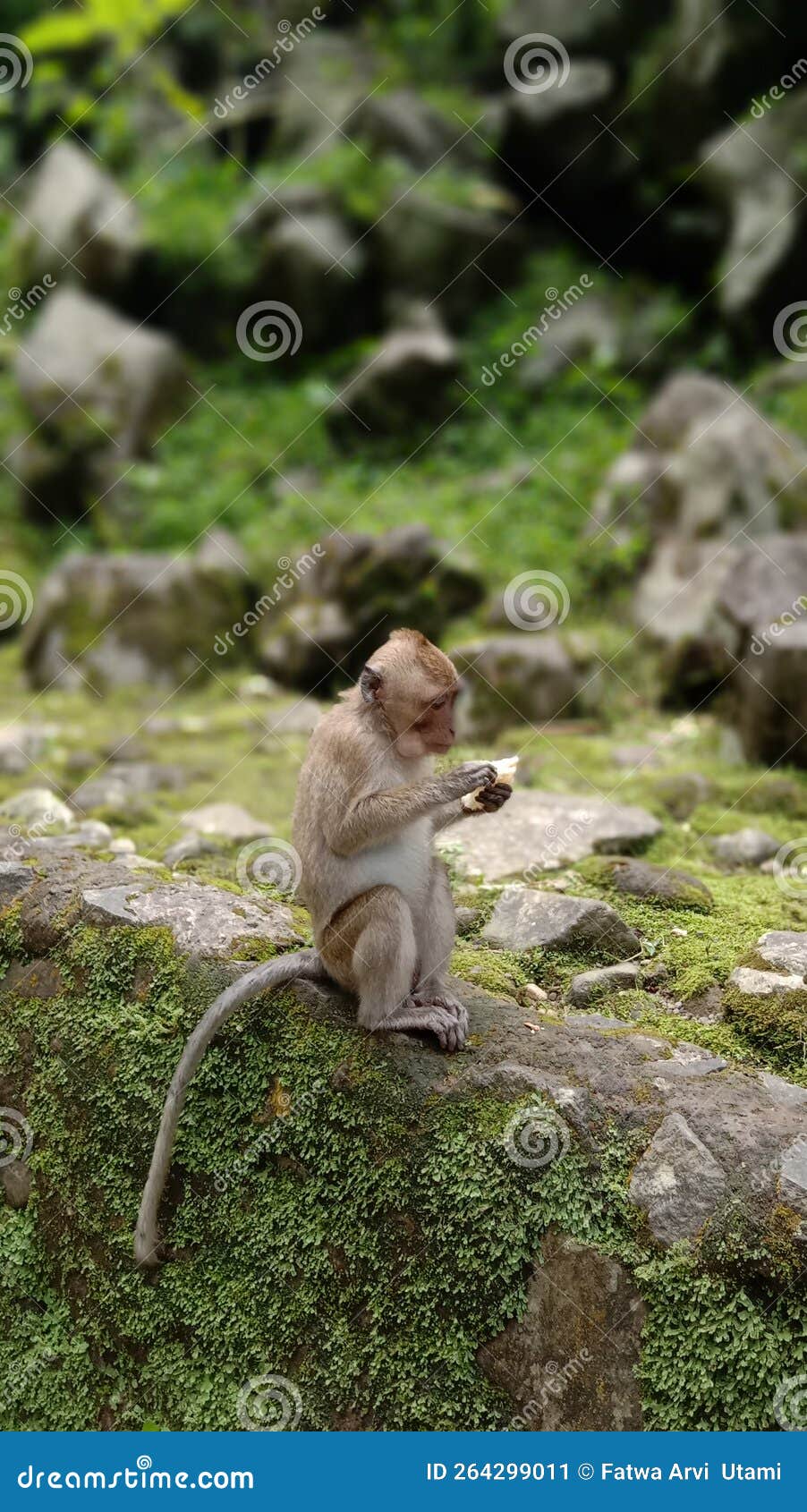Little Snack for Monkey stock image. Image of shooking - 264299011