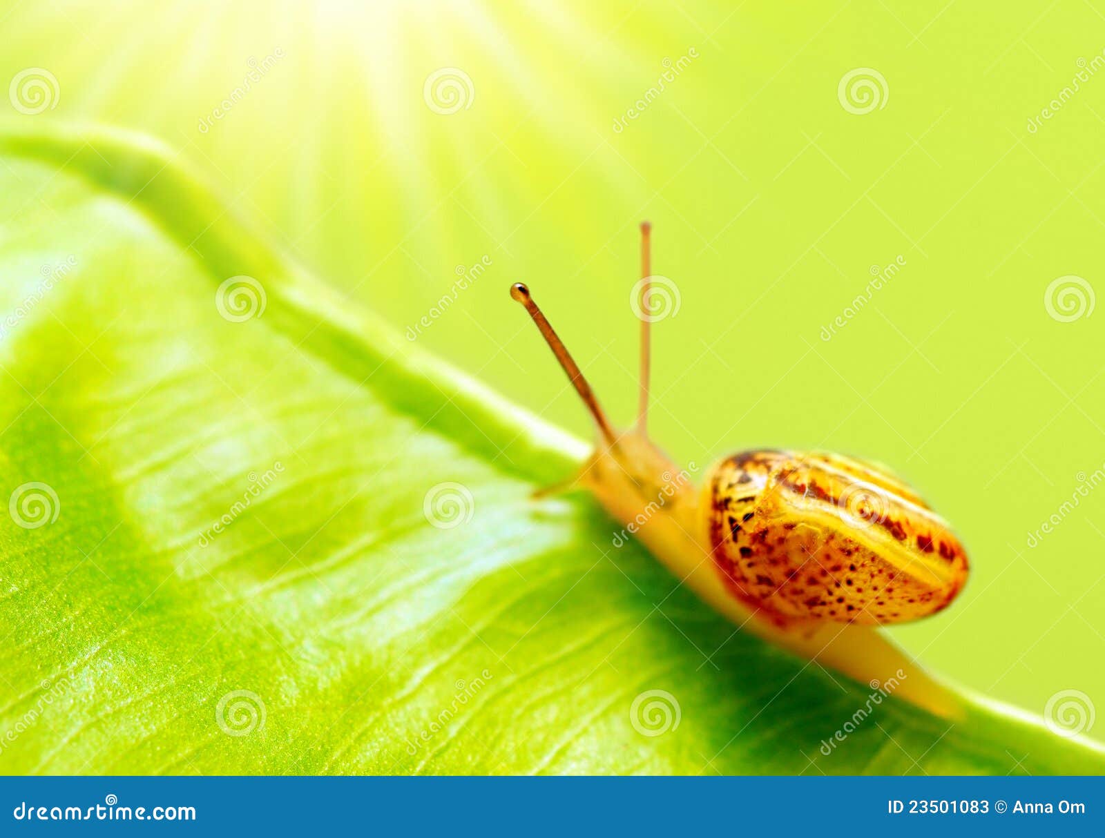 Little snail stock image. Image of crawl, green, nature - 23501083