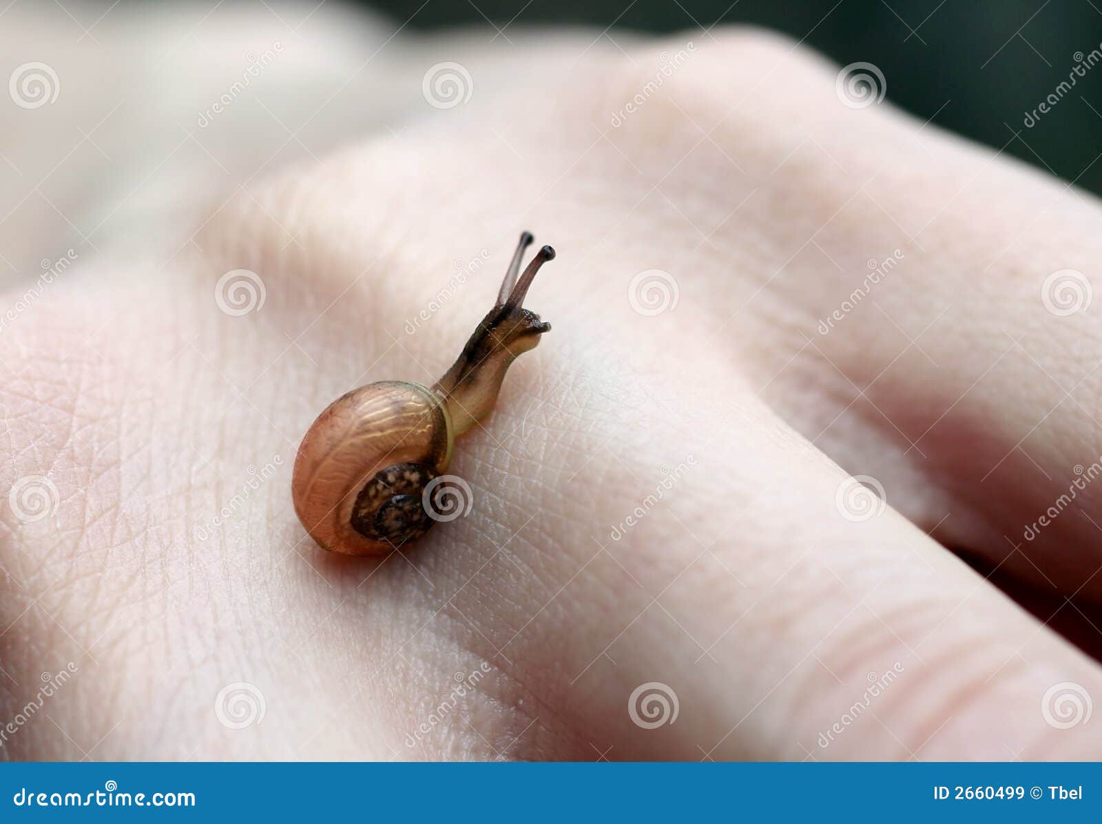 Little snail stock image. Image of nature, hand, baby - 2660499
