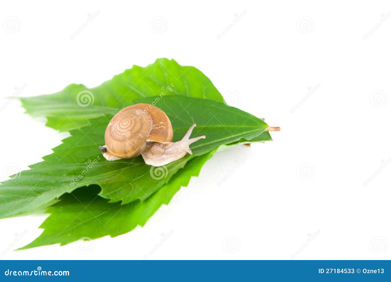 Little snail stock image. Image of sticky, alone, movement - 27184533