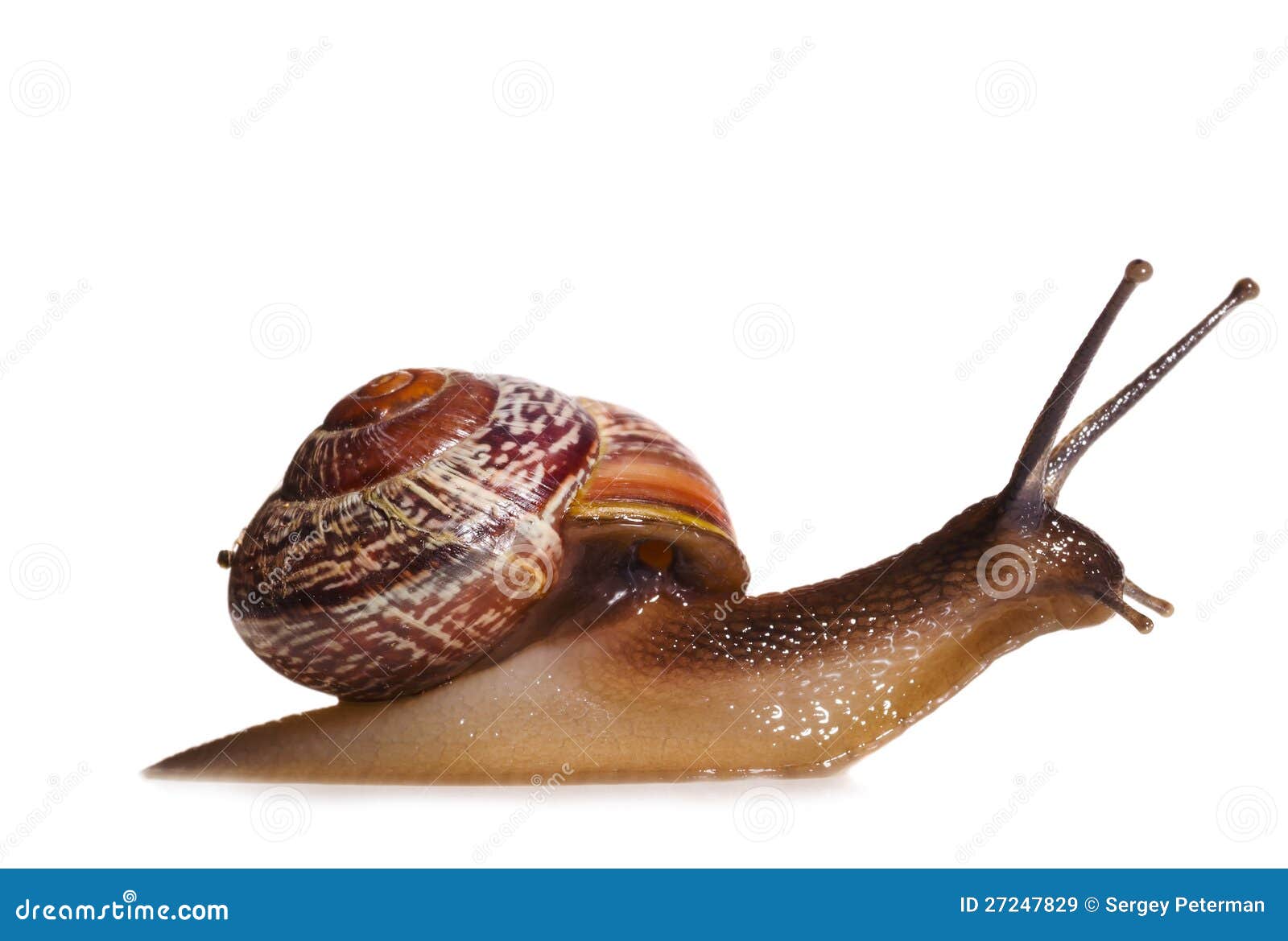 Little snail stock image. Image of isolated, shell, natural - 27247829