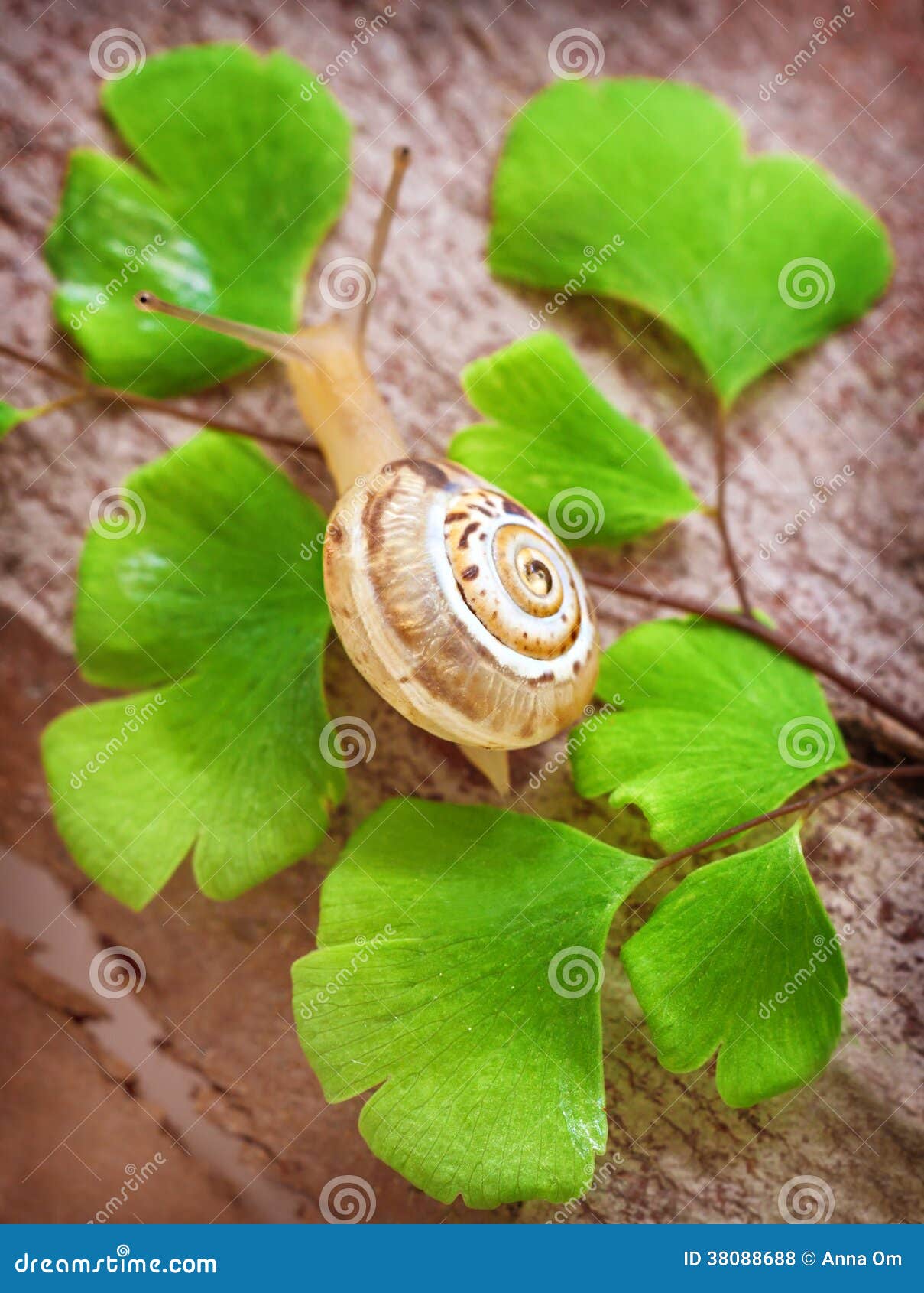 Little snail stock photo. Image of green, close, outdoor - 38088688