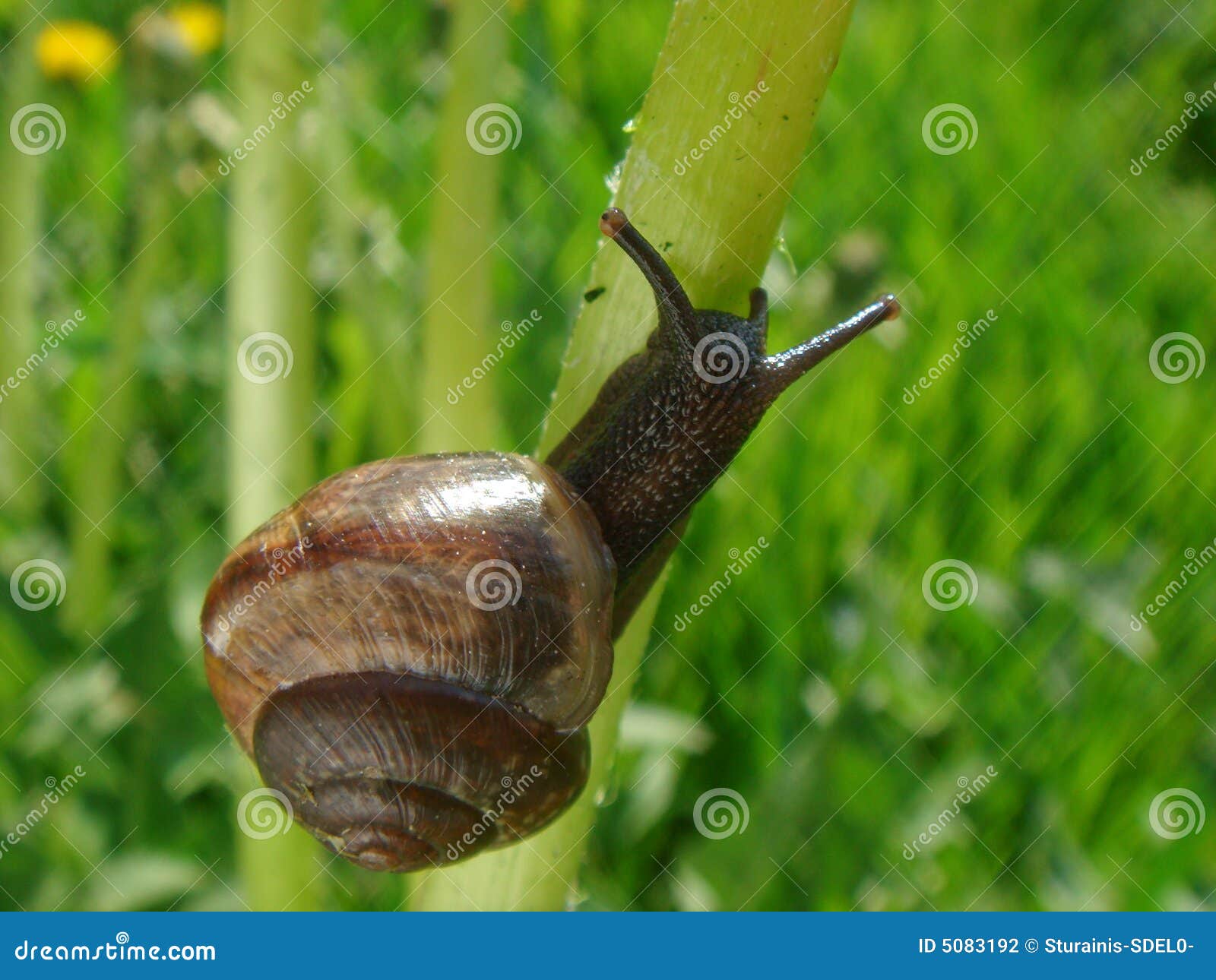 Little snail stock photo. Image of fauna, cockleshell - 5083192
