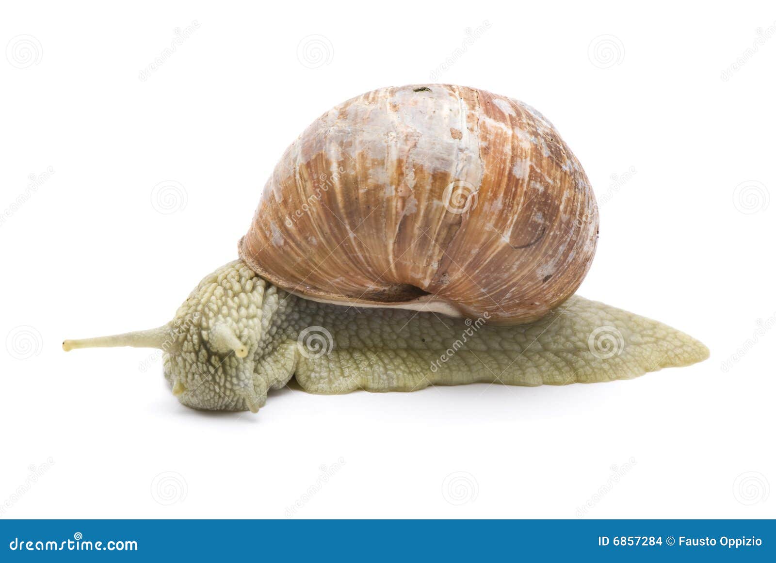 Little snail stock photo. Image of natural, small, mollusk - 6857284
