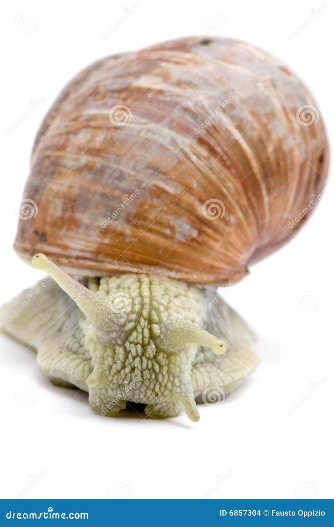 Little snail stock photo. Image of cuisine, walk, slow - 6857304
