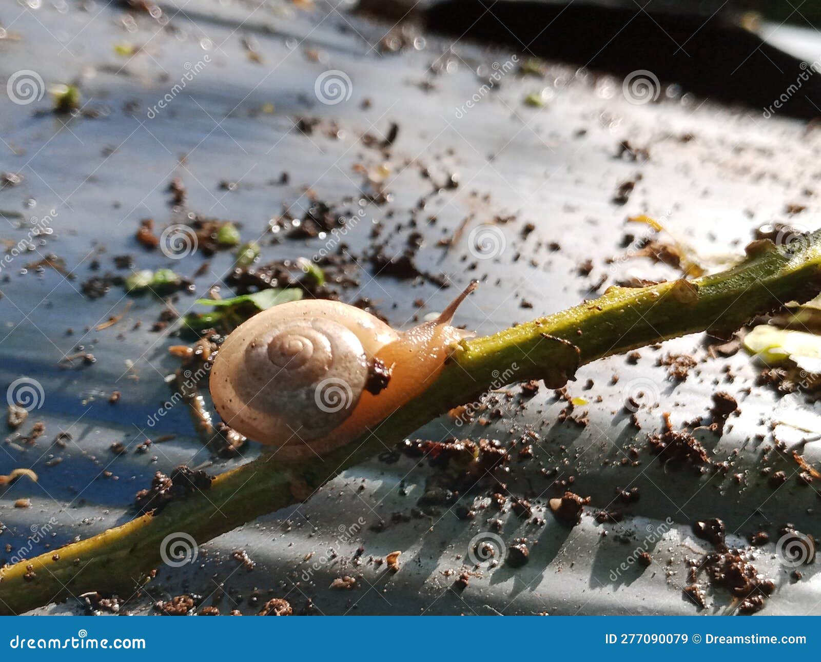 Little Snail Above Chili Tree Stock Image - Image of snail, little ...