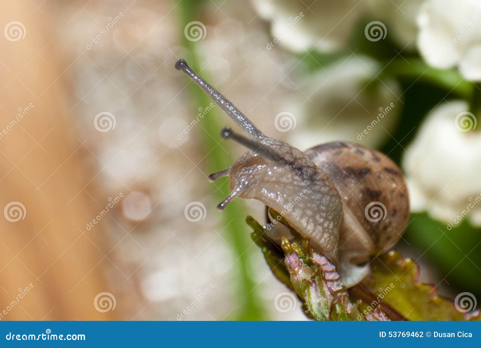 Little snail stock photo. Image of funny, insect, fangs - 53769462