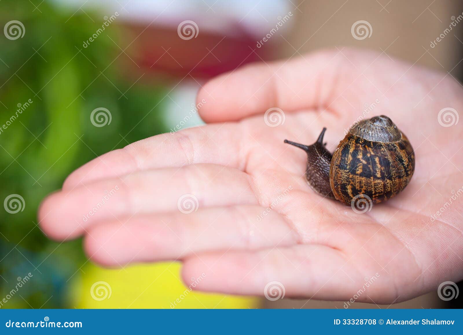 Little snail stock photo. Image of slow, funny, macro - 33328708