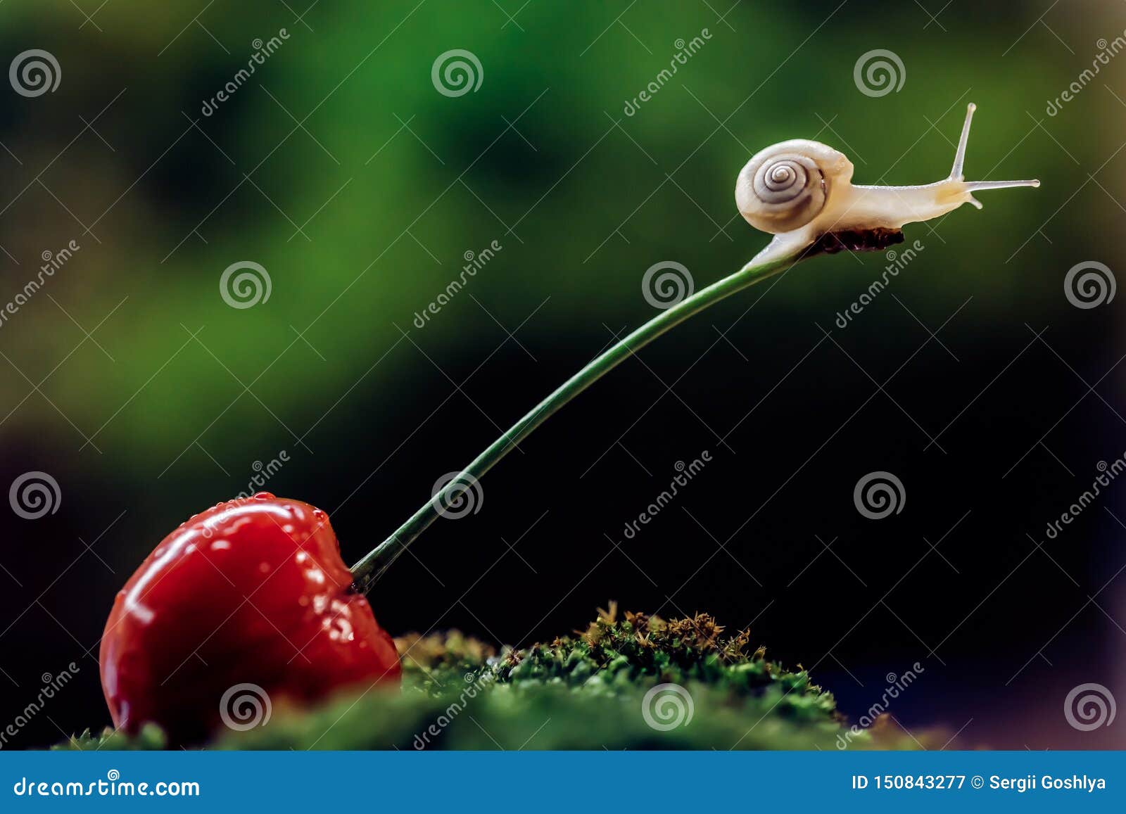 Little Snail Climbed a Cherry Stock Image - Image of plant, people ...