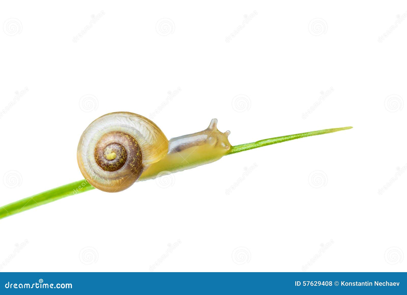 Little Snail Climbing Upwards Stock Photo - Image of macro, forward ...