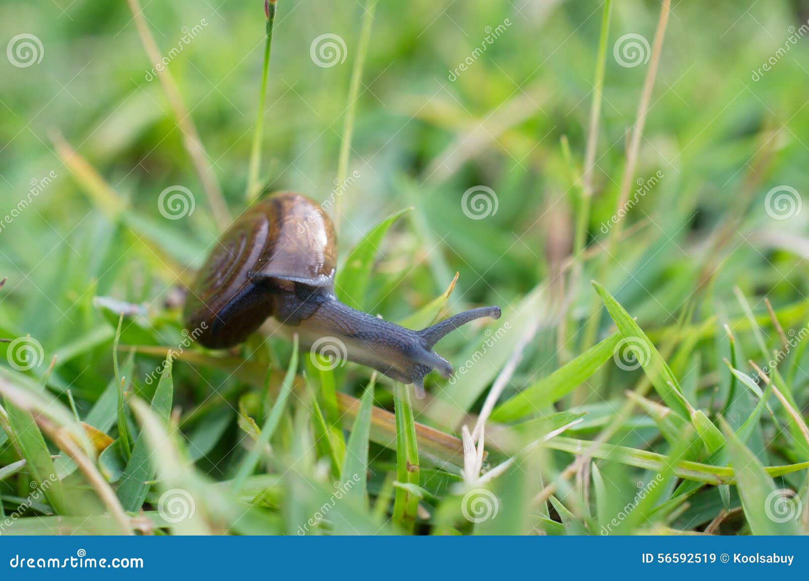 Little snail. stock image. Image of mollusc, wilderness - 56592519