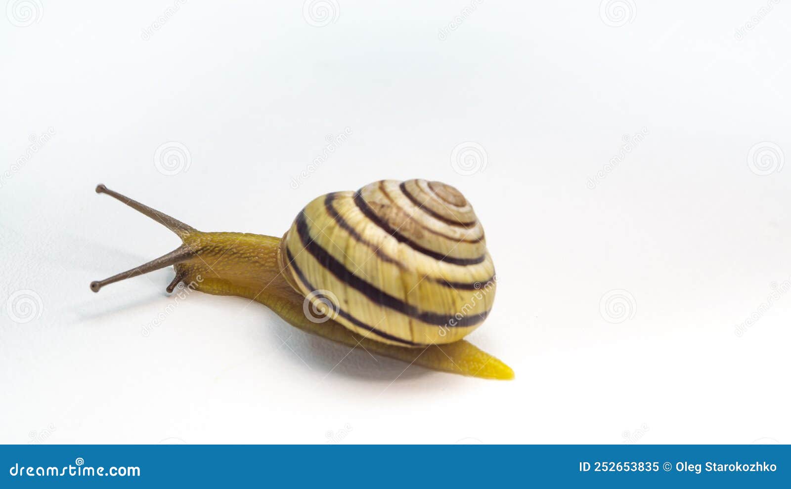 Snail Coil Isolated on White Background Stock Image - Image of brown ...