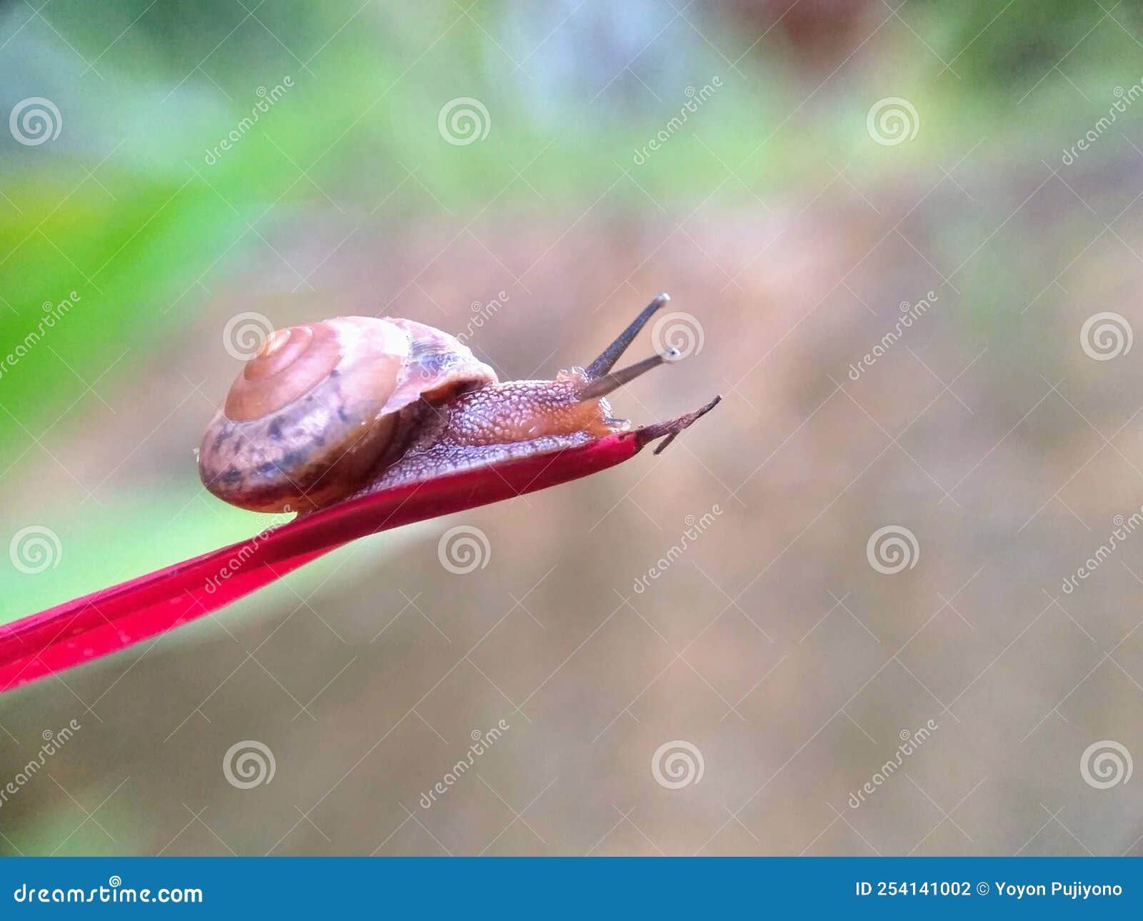 Little Snail Crawling on Red Petal Tip Stock Photo - Image of insect ...