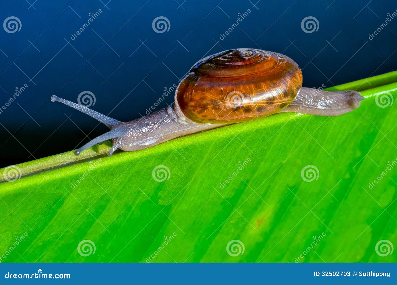 Little snail stock image. Image of lonely, garden, winkle - 32502703