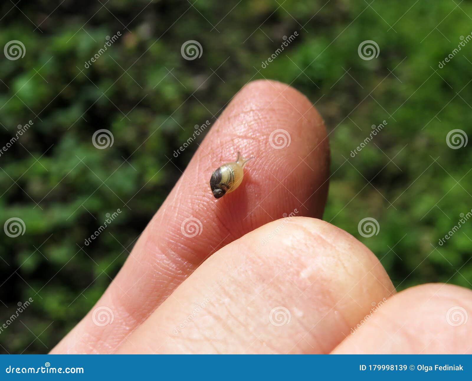 Little Snail on the Finger, Closeup of Tiny Snail on Finger Stock Image ...