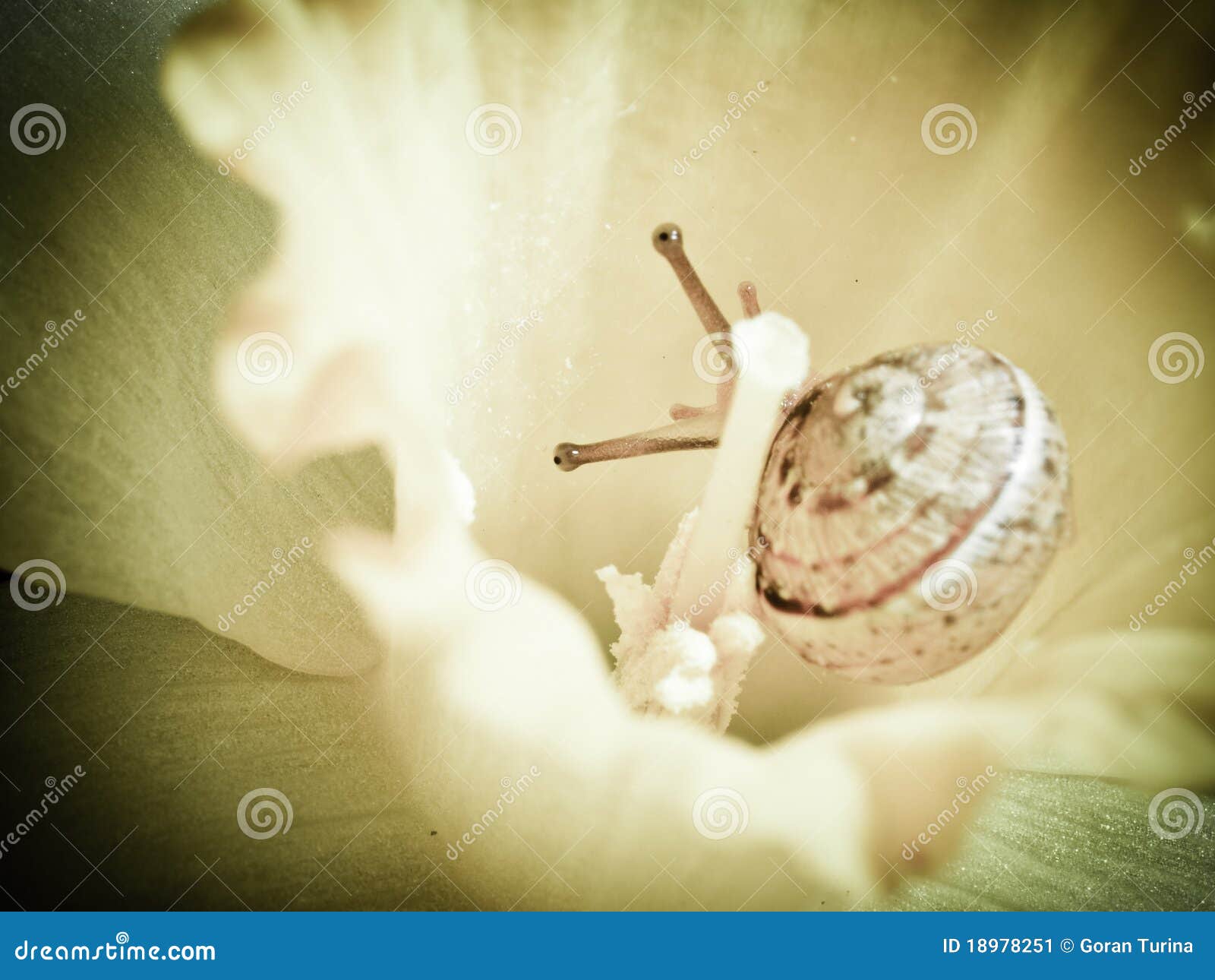 Little snail in flower stock image. Image of yellow, beautiful - 18978251