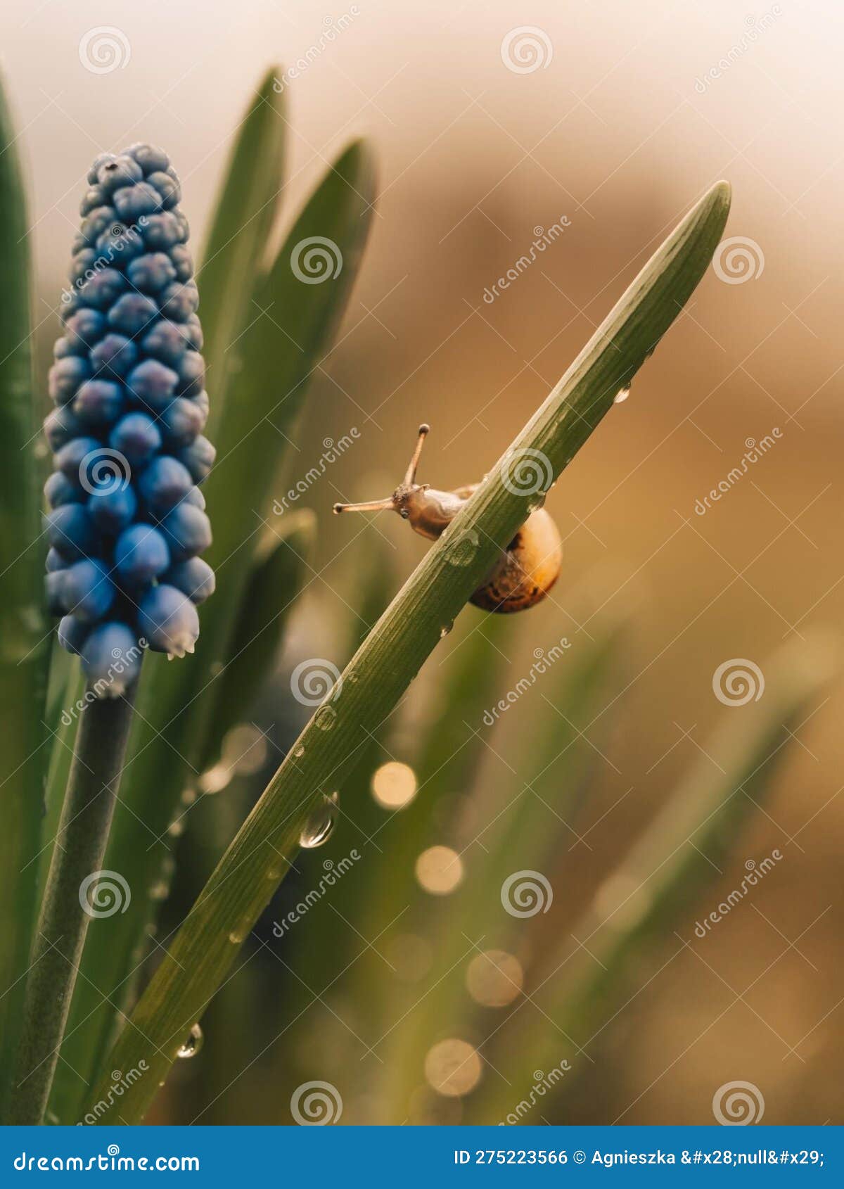 Little snail stock photo. Image of garden, spring, snail - 275223566