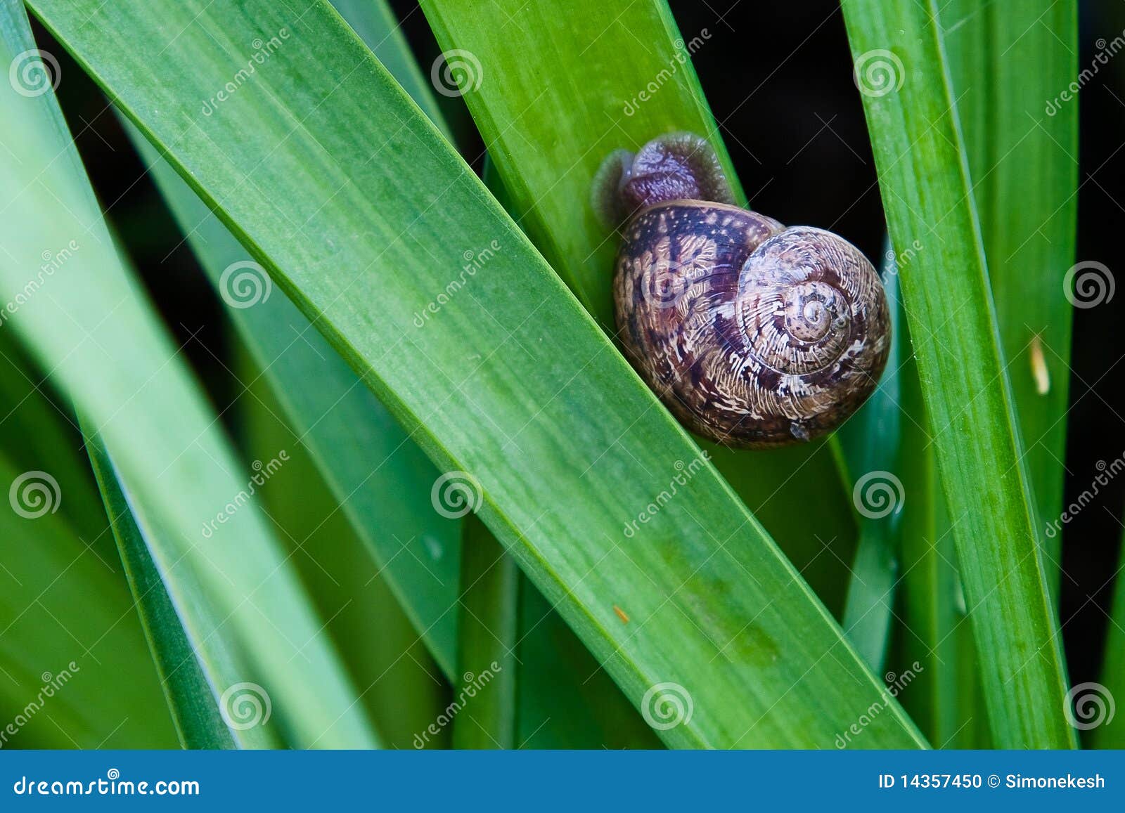 Little snail in the grass stock photo. Image of nature - 14357450
