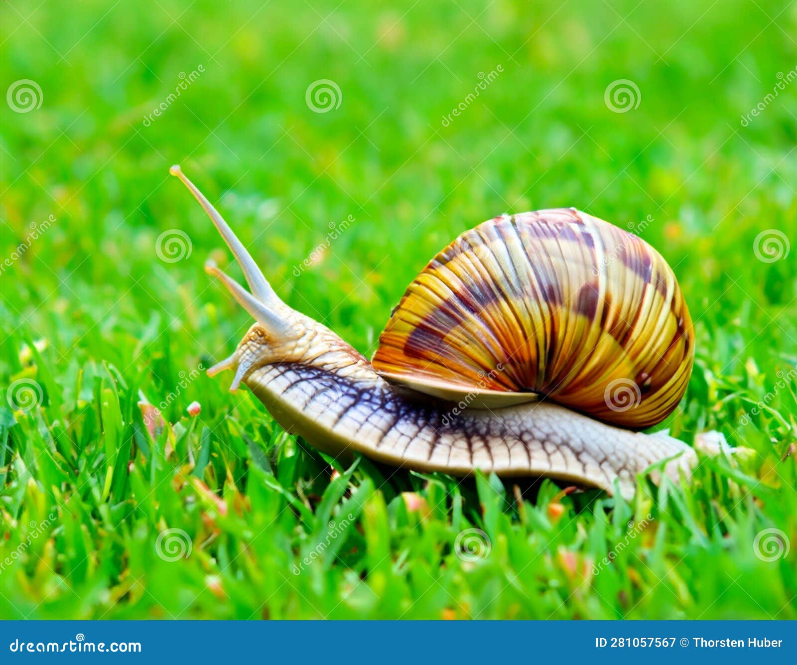Little Snail in Green Grass Stock Image - Image of bright, creature ...