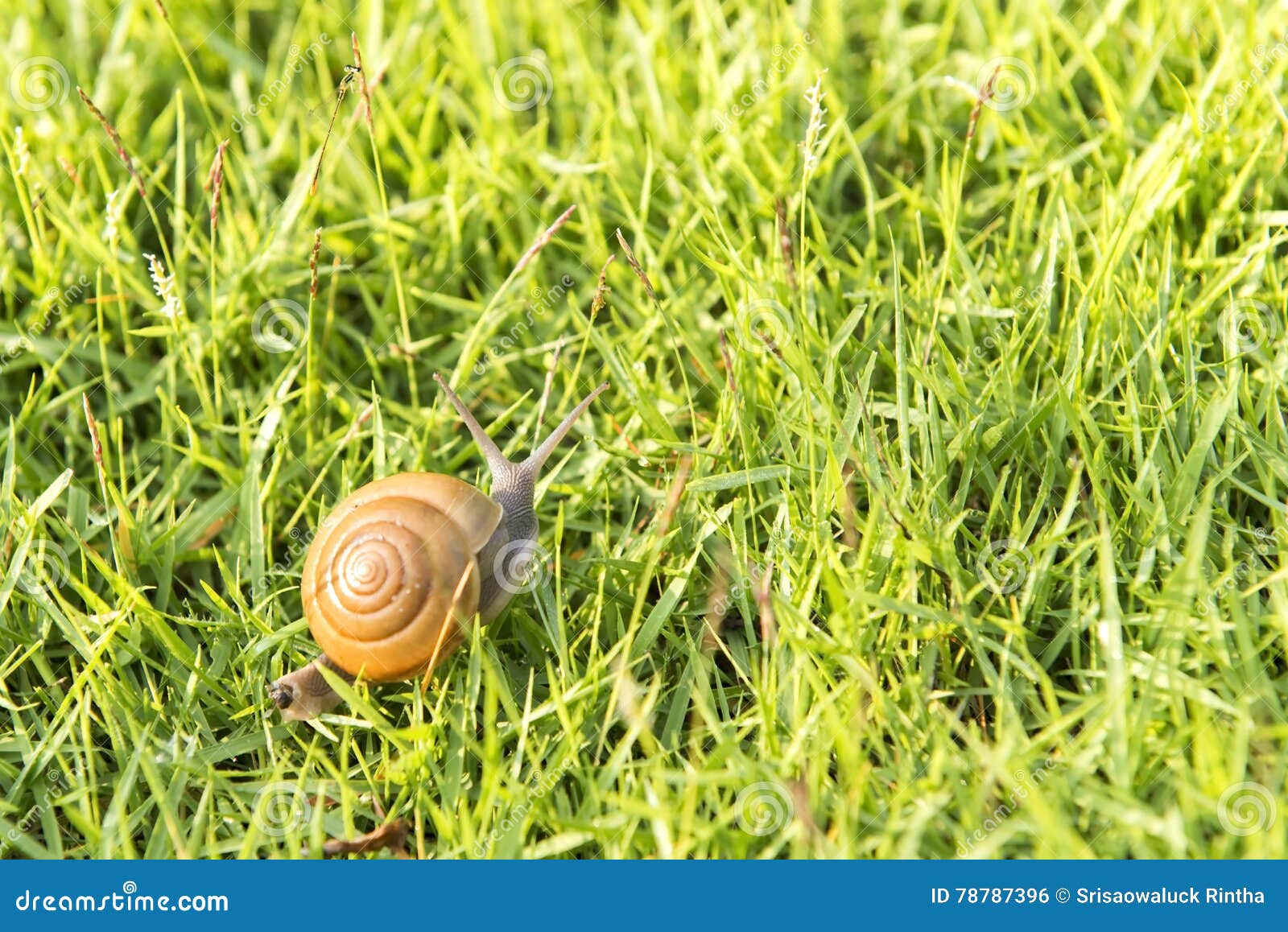 A little snail stock photo. Image of green, background - 78787396