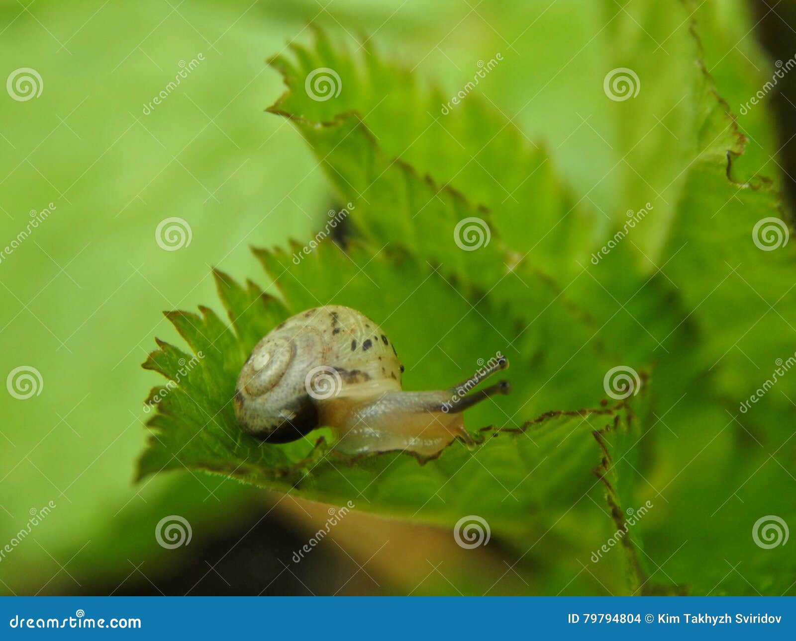 Little Snail on the Green Leaf of a Plant Stock Photo - Image of ...