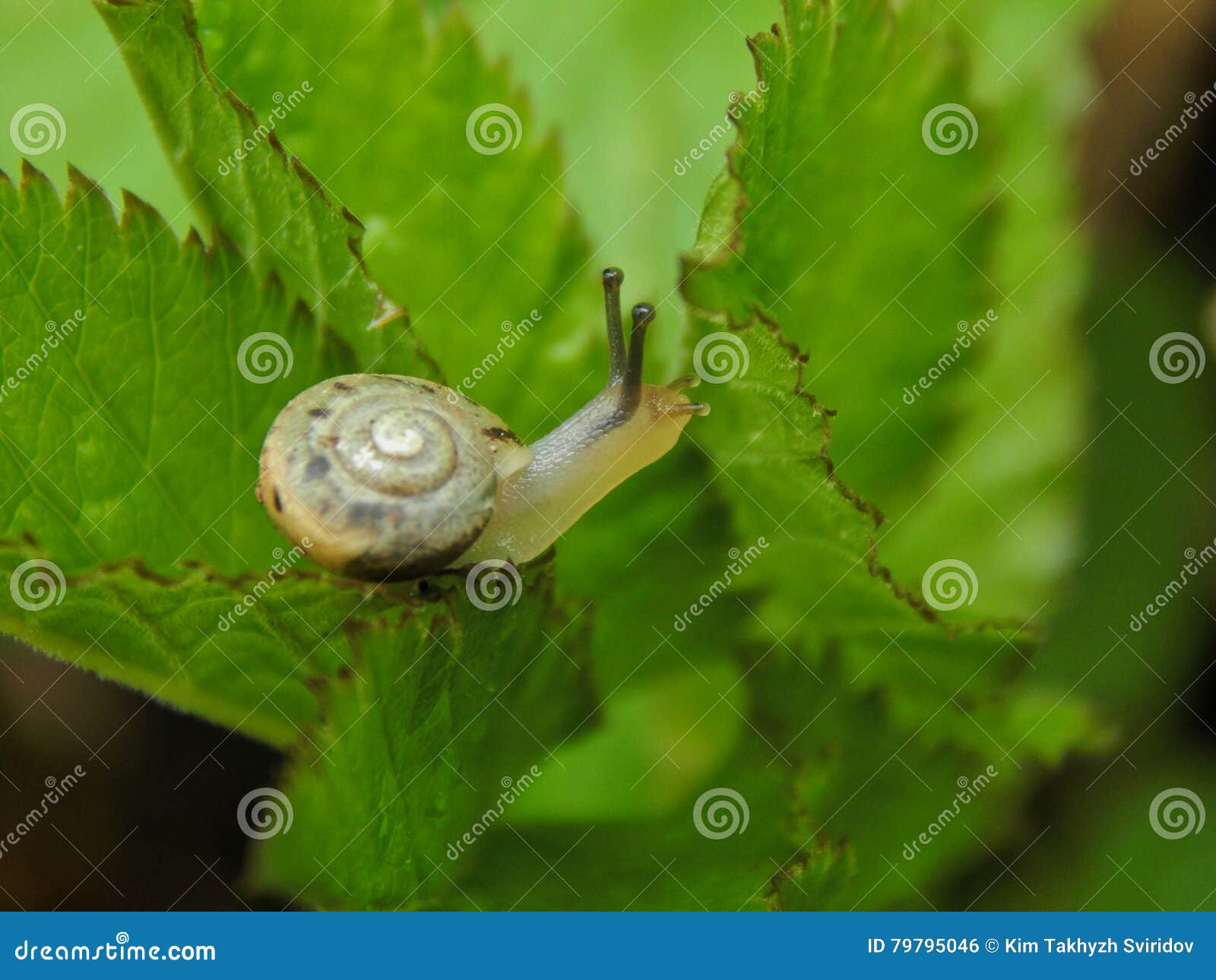 Little Snail on the Green Leaf of a Plant Stock Photo - Image of ...
