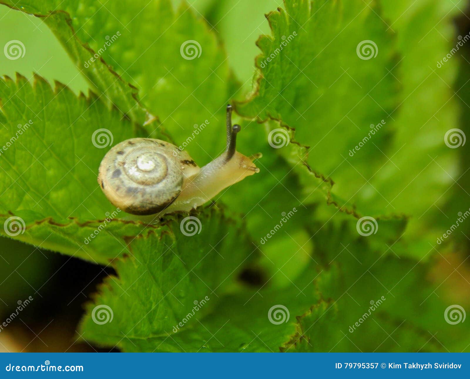 Little Snail on the Green Leaf of a Plant Stock Image - Image of light ...