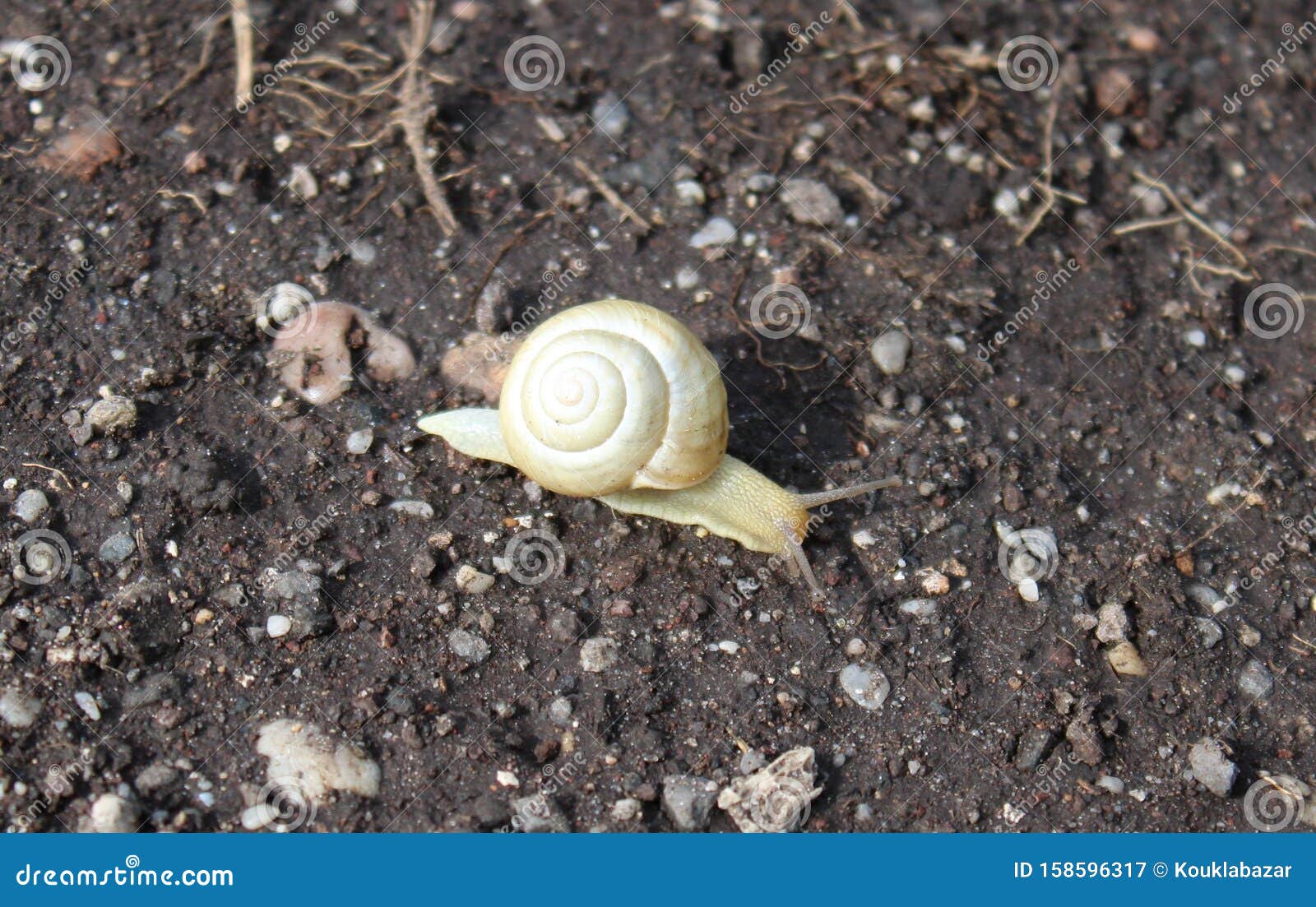 A little snail stock image. Image of little, forest - 158596317