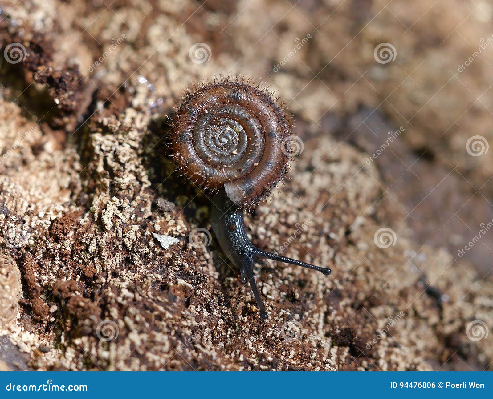 Little snail stock photo. Image of black, brown, slow - 94476806