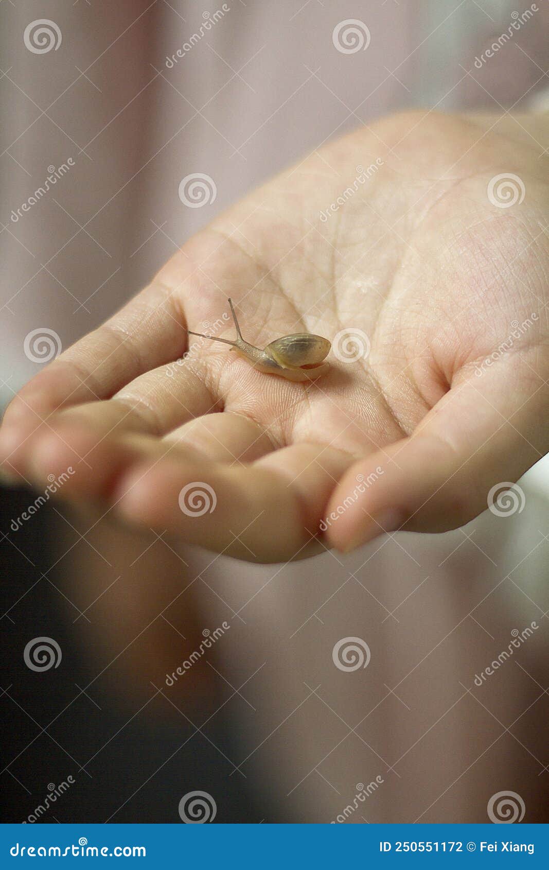 Snail in hand stock photo. Image of withered, yellow - 250551172