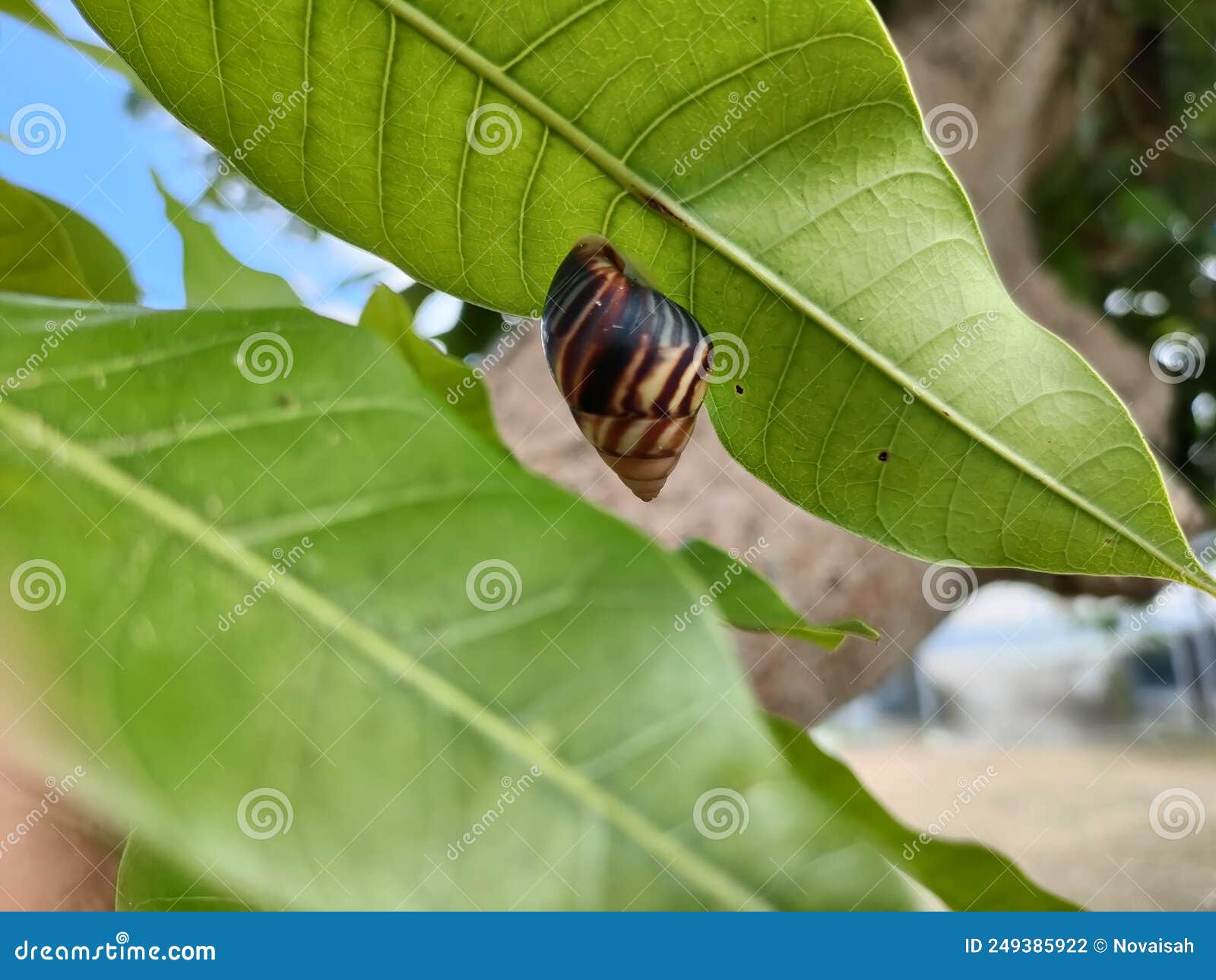 Little Snail Hanging on Mango Tree Stock Photo - Image of snail, mango ...