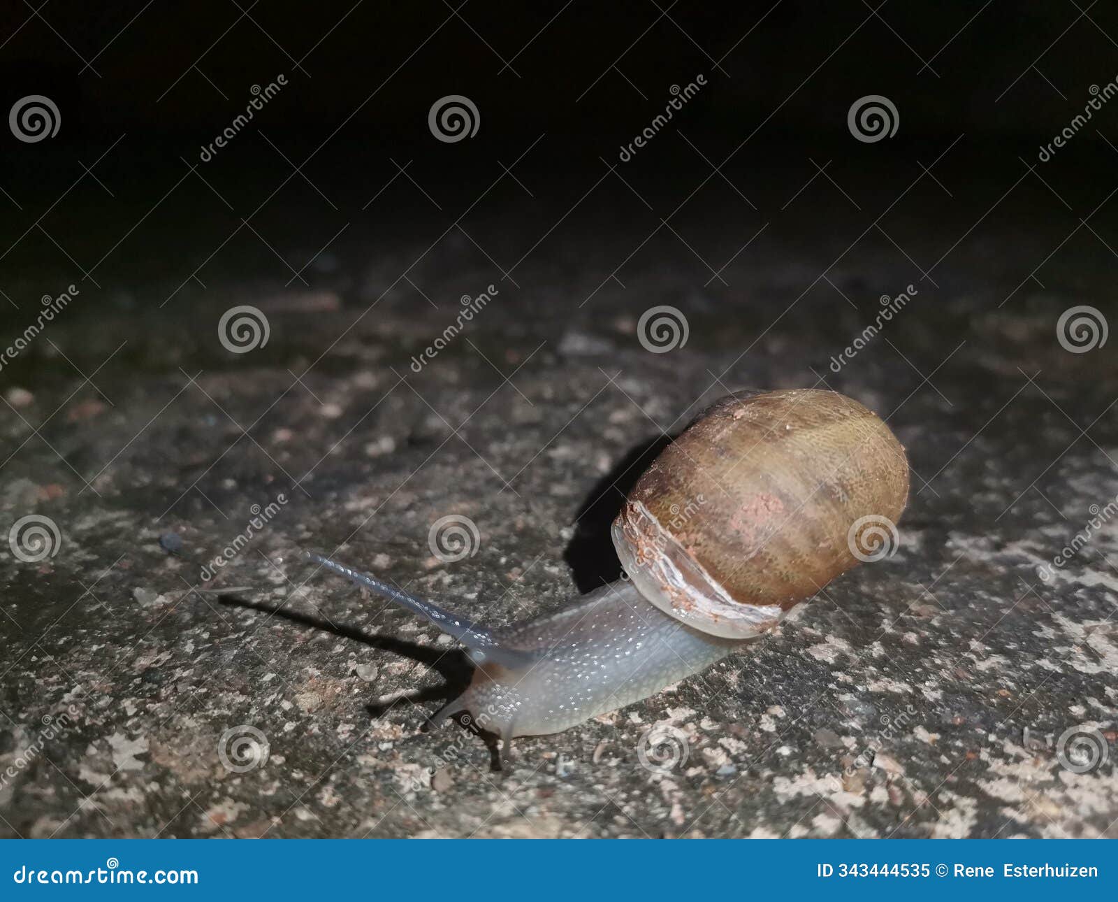 Snail Making The Aperitif On The Table Royalty-Free Stock Photography ...