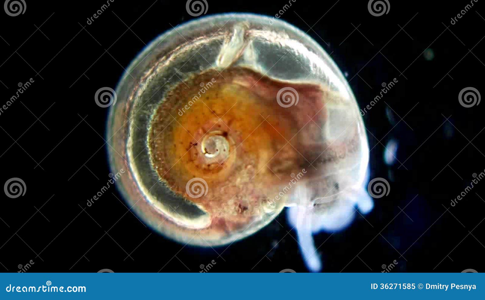 Little snail stock video. Video of anatomy, microscope - 36271585