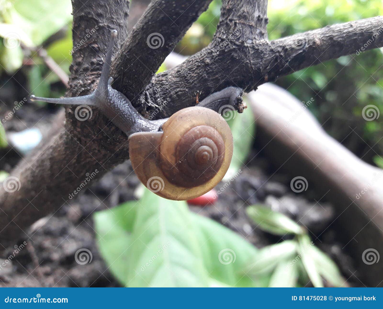 The LITTLE SNAIL in the NATURE Stock Photo - Image of ecology, animall ...