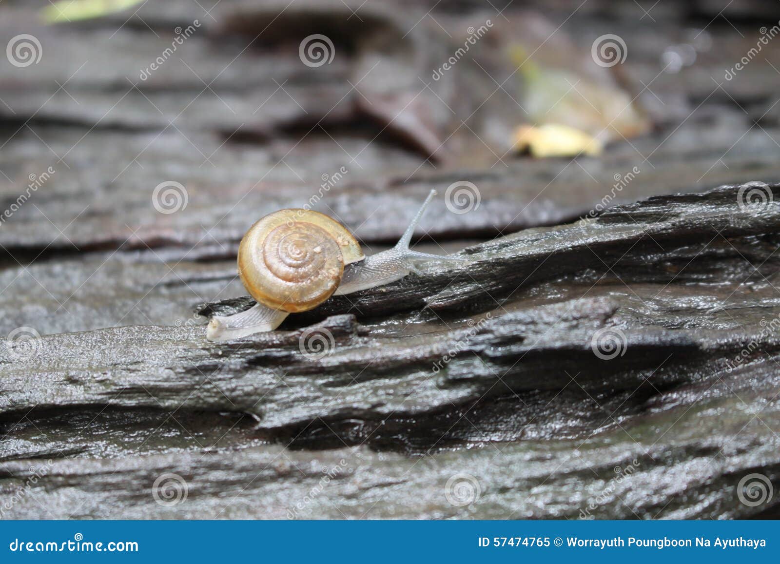 Little snail stock image. Image of spring, wood, tree - 57474765