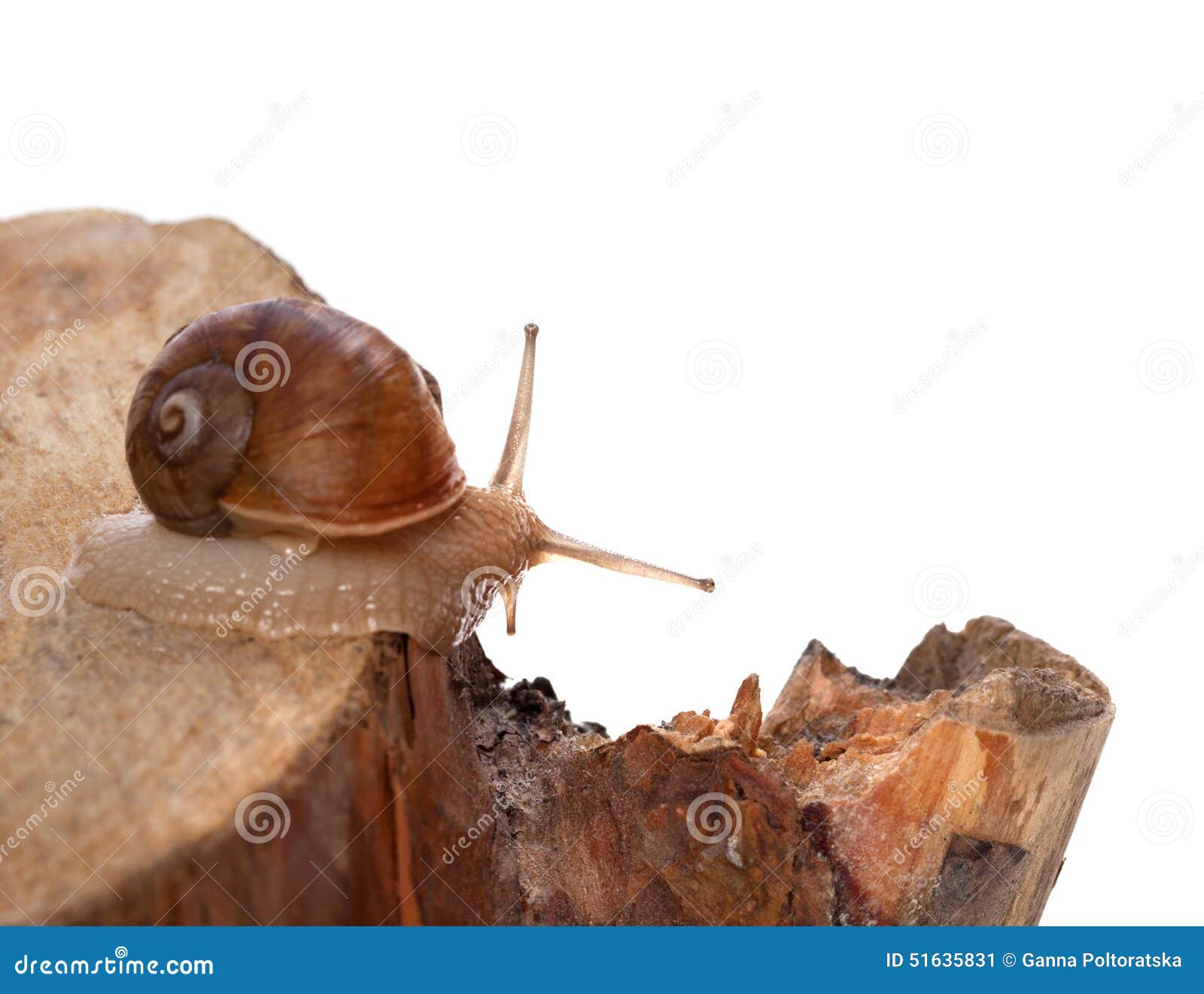 Little Snail on Pine-tree Stump. Isolated on White Background Stock ...