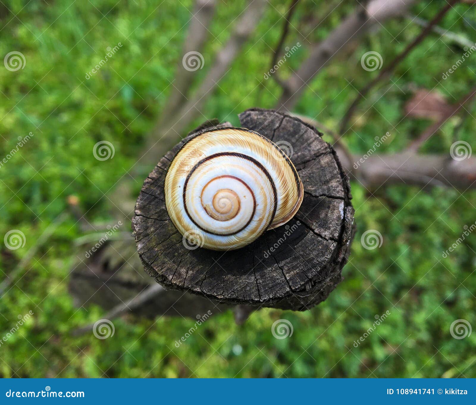 Little snail shell on wood stock image. Image of stump - 108941741