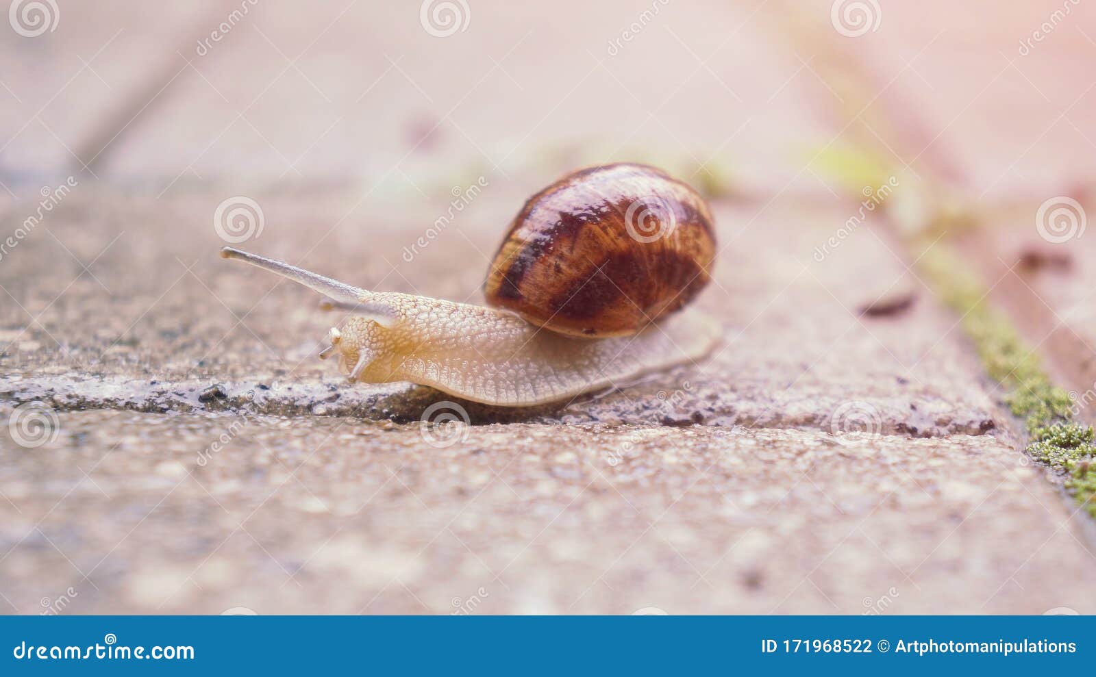 A Little Snail Walks after the Rain Stock Photo - Image of slow, brown ...