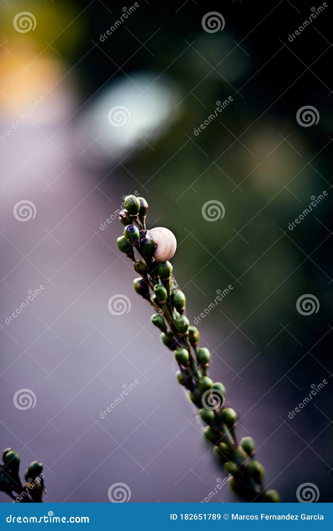 Little Snails Shells on a Wild Tree Stock Image - Image of brown, cane ...