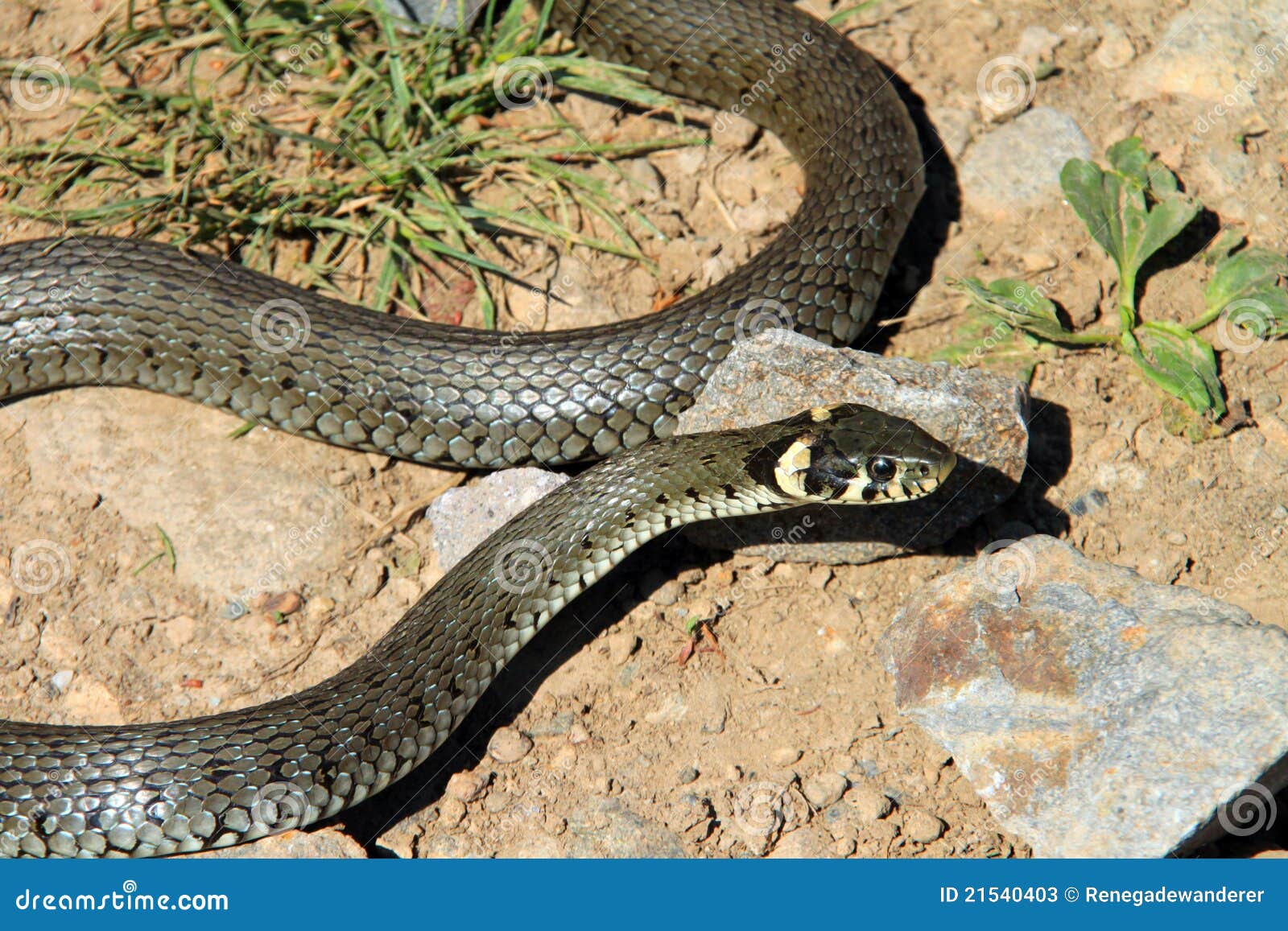 Little snake stock image. Image of head, closeup, serpent - 21540403