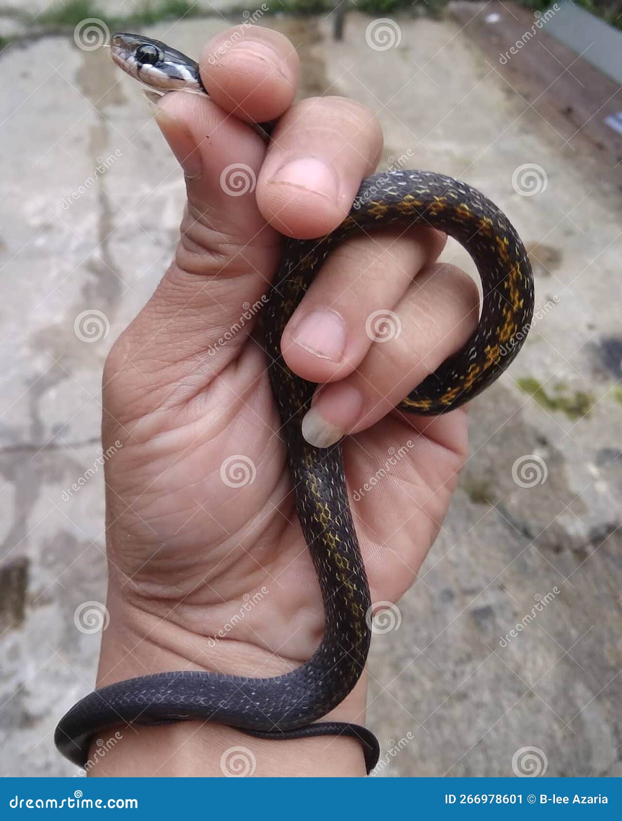 Little snake so cute stock image. Image of babysnake - 266978601