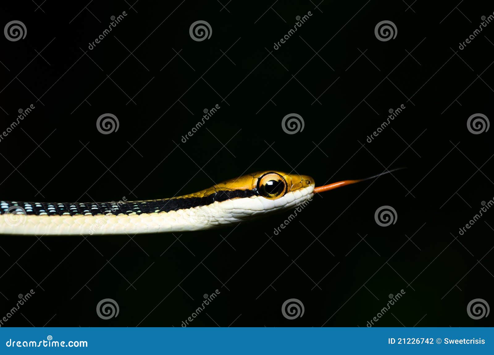 Little Snake in Green Nature Stock Photo - Image of garter, reptile ...