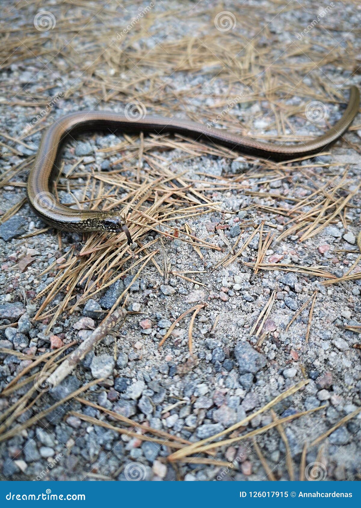 A little snake stock image. Image of animal, ground - 126017915