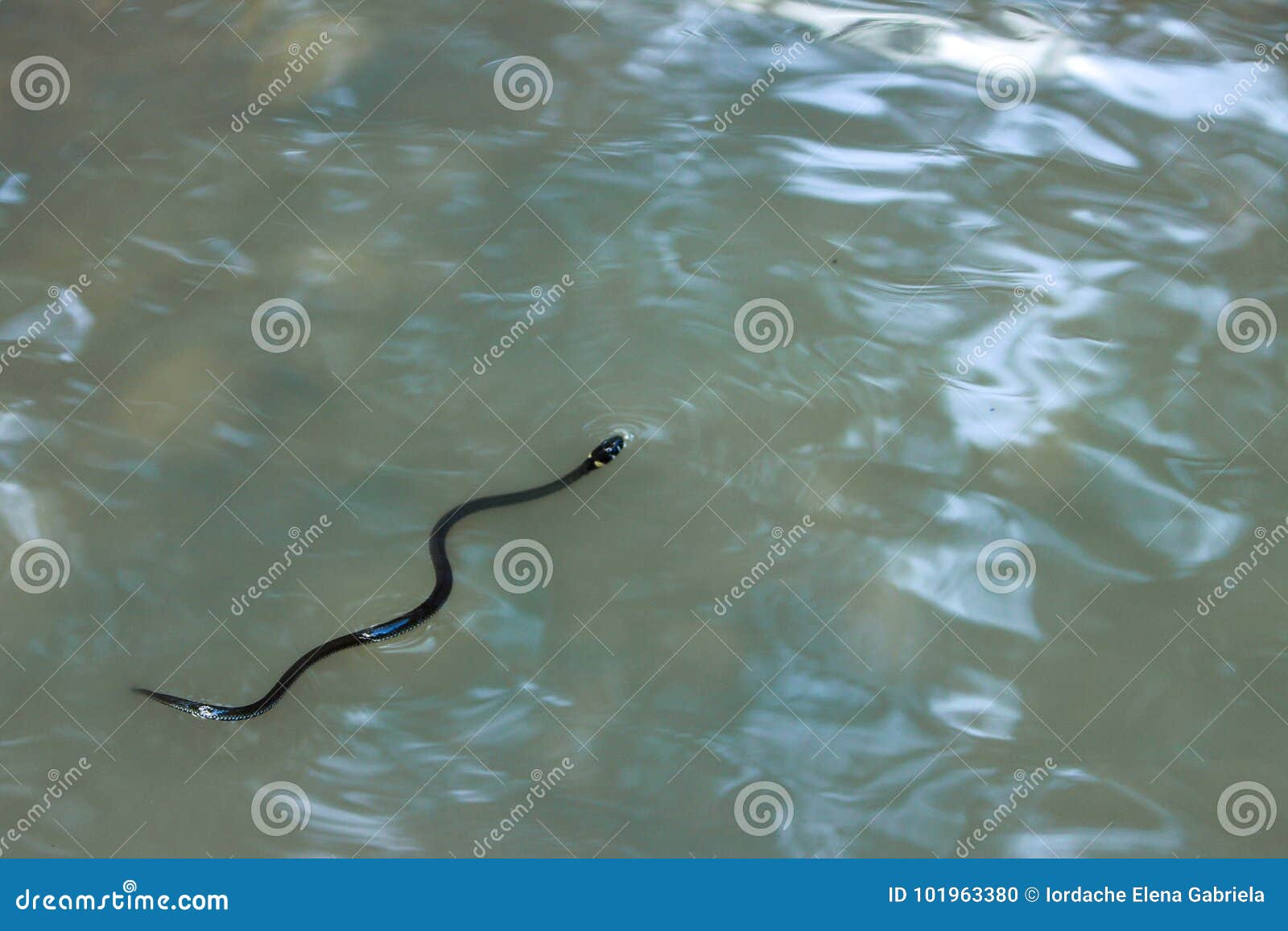 A little snake in water stock photo. Image of lake, aquatic - 101963380