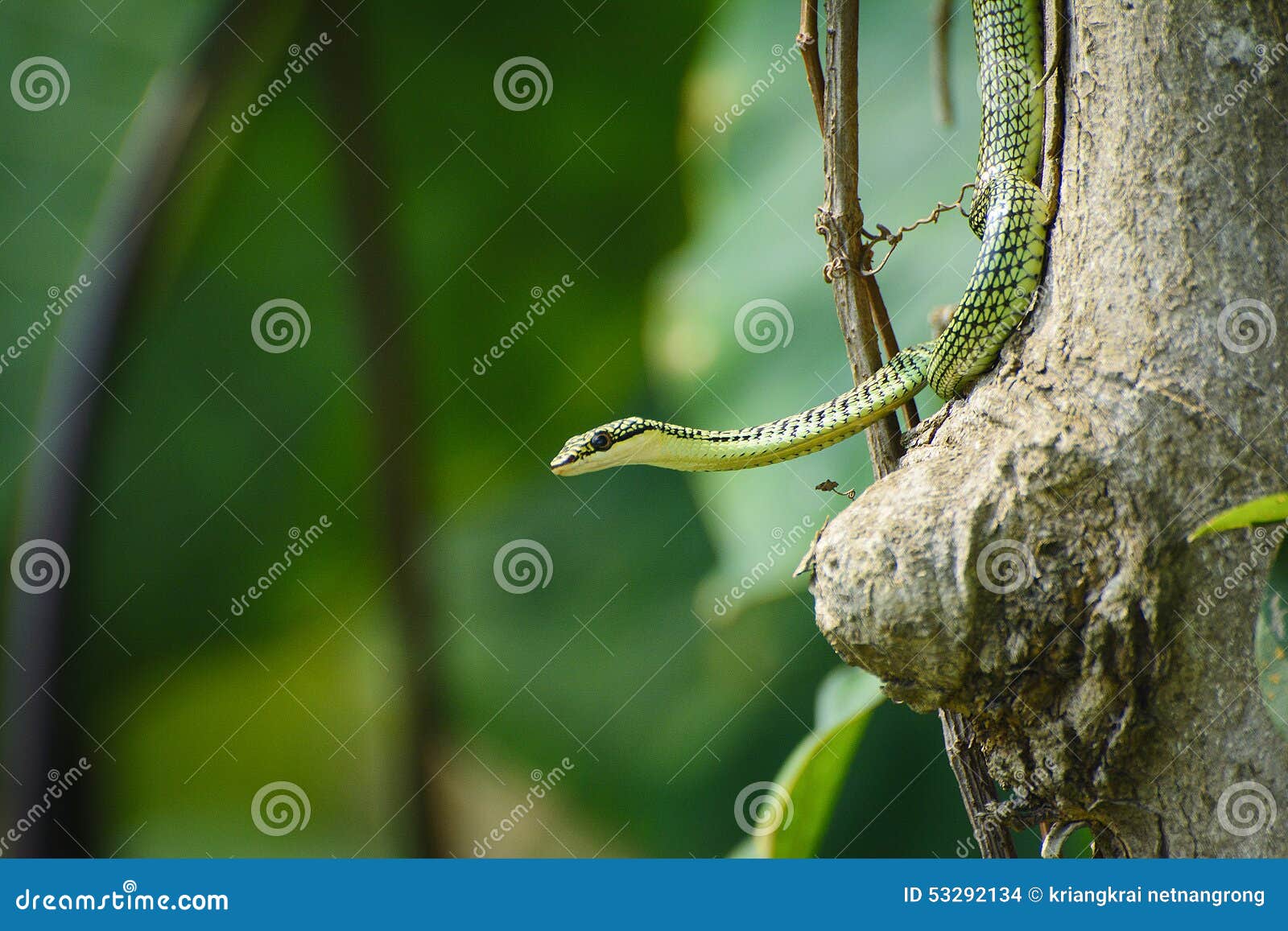 Little snake stock photo. Image of life, portait, wildelife - 53292134