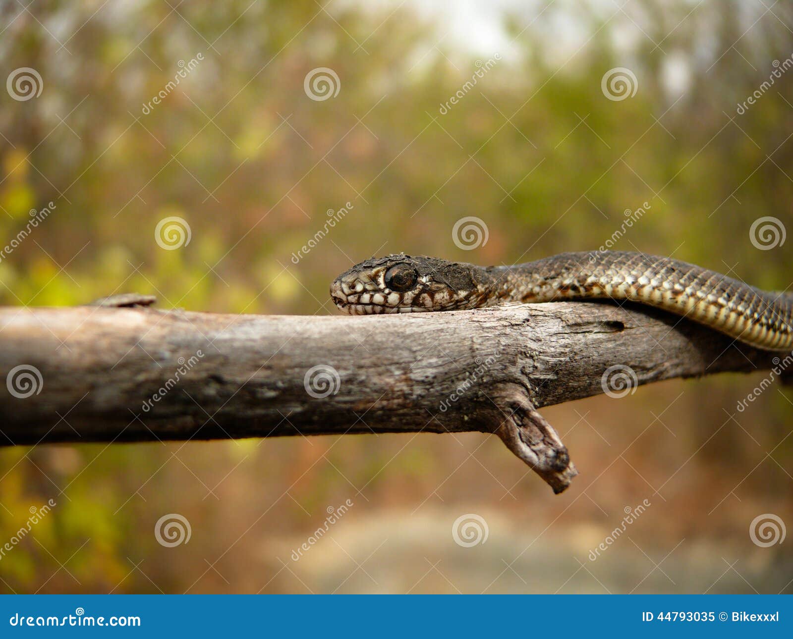 Little snake stock image. Image of serpent, ukraine, reptile - 44793035