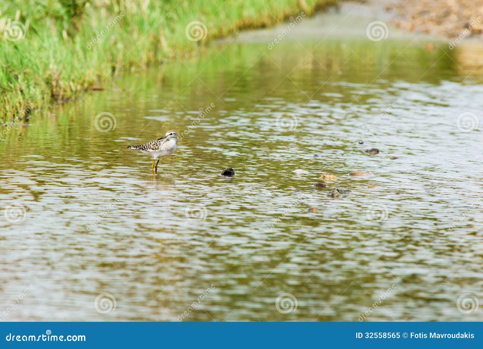 Little snipe in a swamp stock image. Image of animal - 32558565