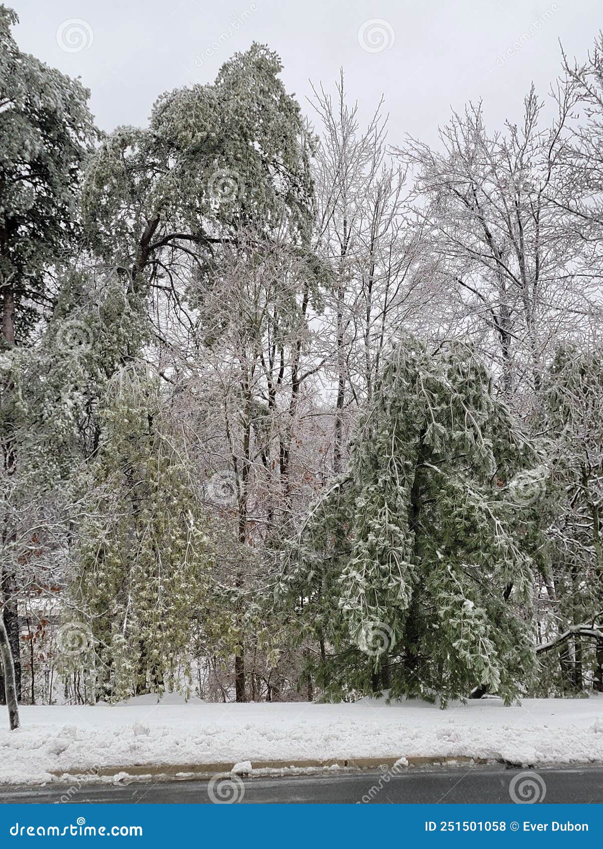 Little snow season stock photo. Image of snow, twig - 251501058