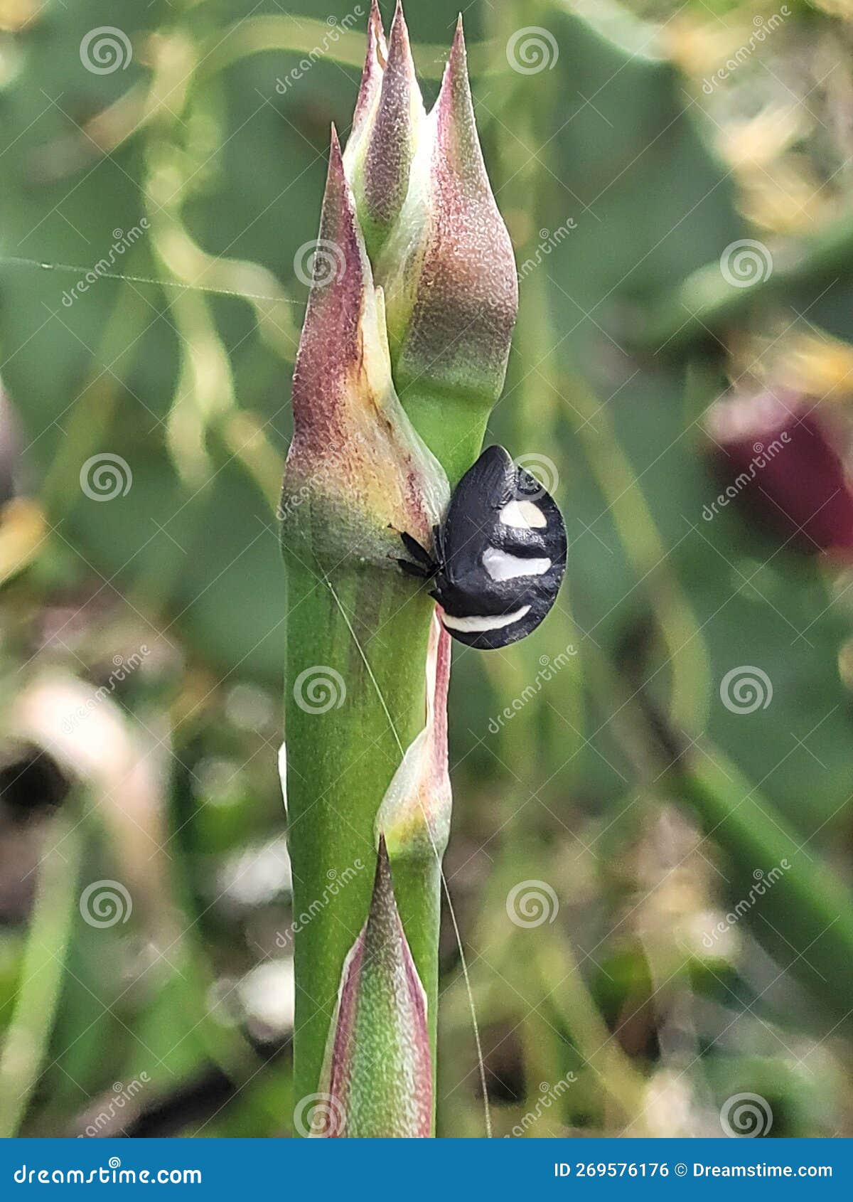 Little Soldier in the Middle of Nature Stock Photo - Image of ...