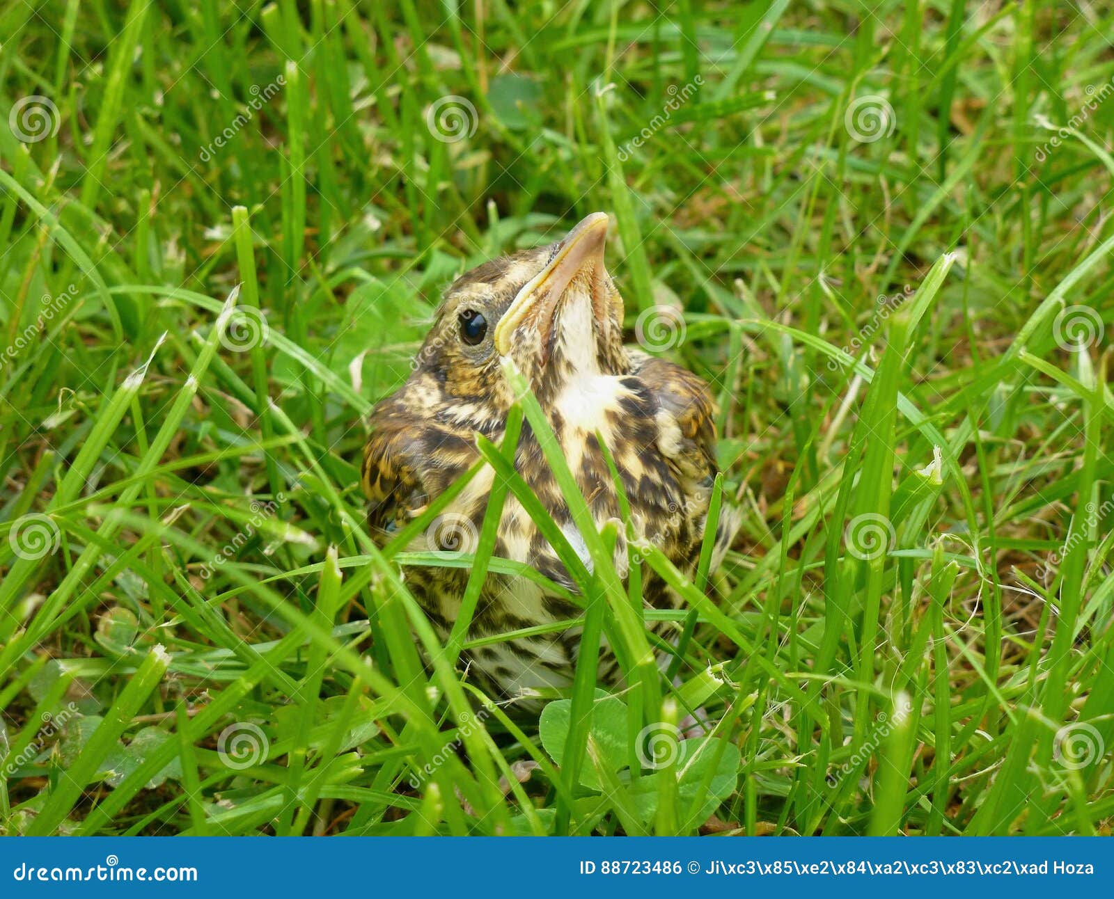 Little Song Thrush Chick in the Grass Stock Photo - Image of nature ...